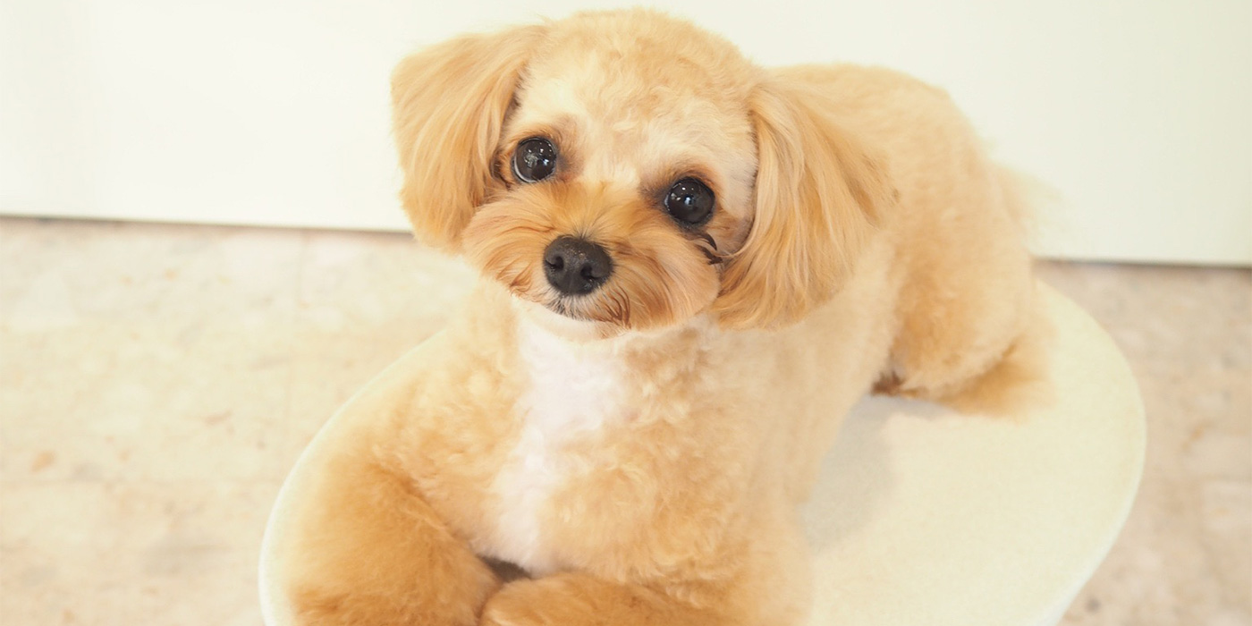 チワプー - 【公式】Doggie-Do